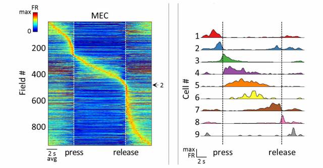 Brain's 'GPS' does a lot more than just navigate