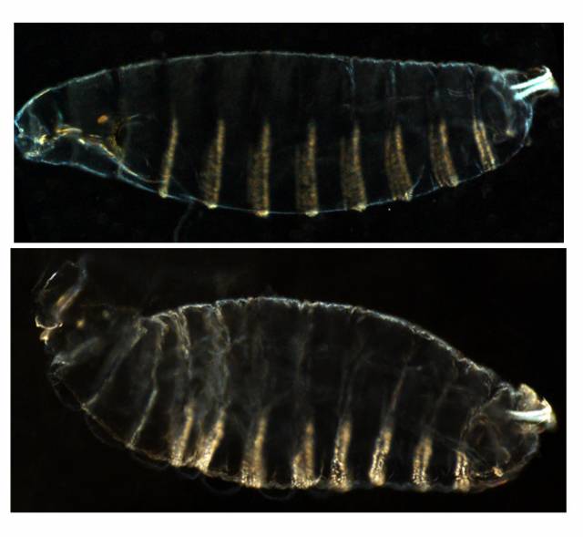 They grow up so fast: Embryos rapidly outgrow mother's genetic kick-start