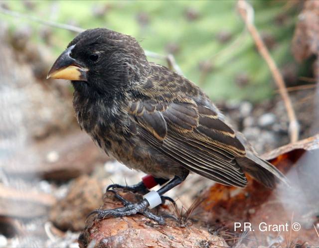 Study of Darwin's finches reveals that new species can develop in as ...