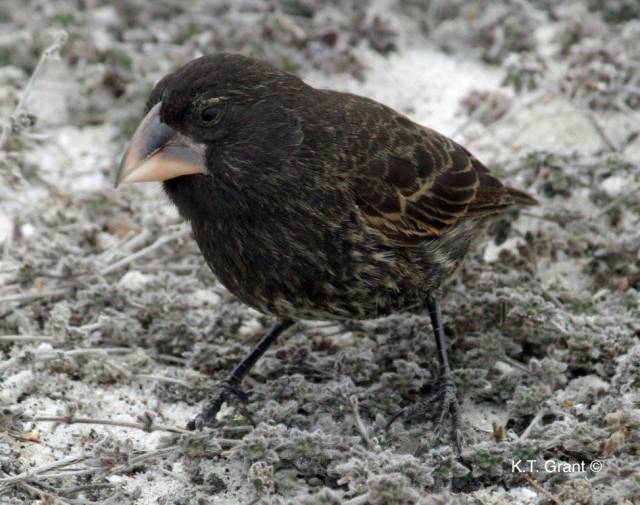 Study of Darwin's finches reveals that new species can develop in as ...