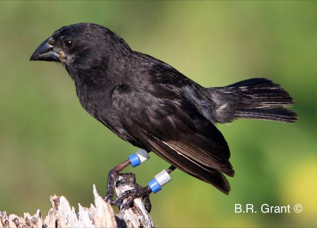 Study of Darwin's finches reveals that new species can develop in as ...