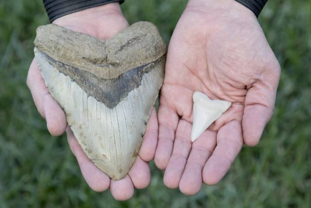 What did Megalodon eat? Anything it wanted — including other predators