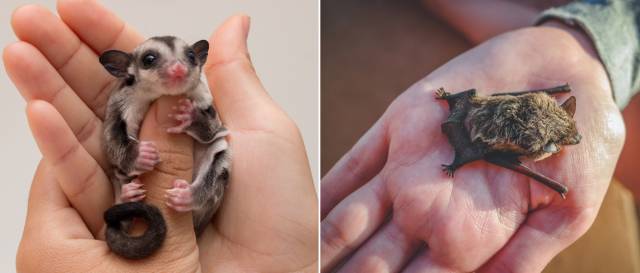 A tiny marsupial is upending ideas about the origins of flying mammals