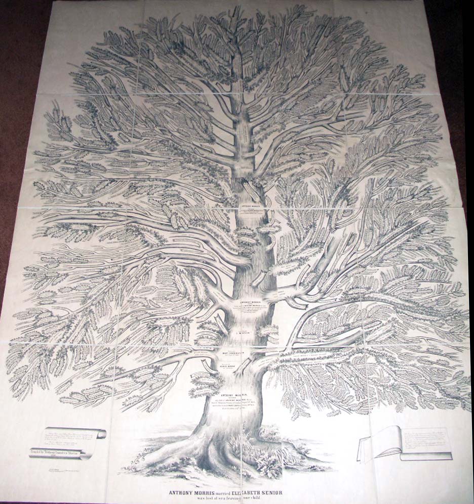 morris tree5.jpg