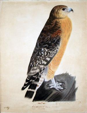 Audubon's pastels - Graphic Arts